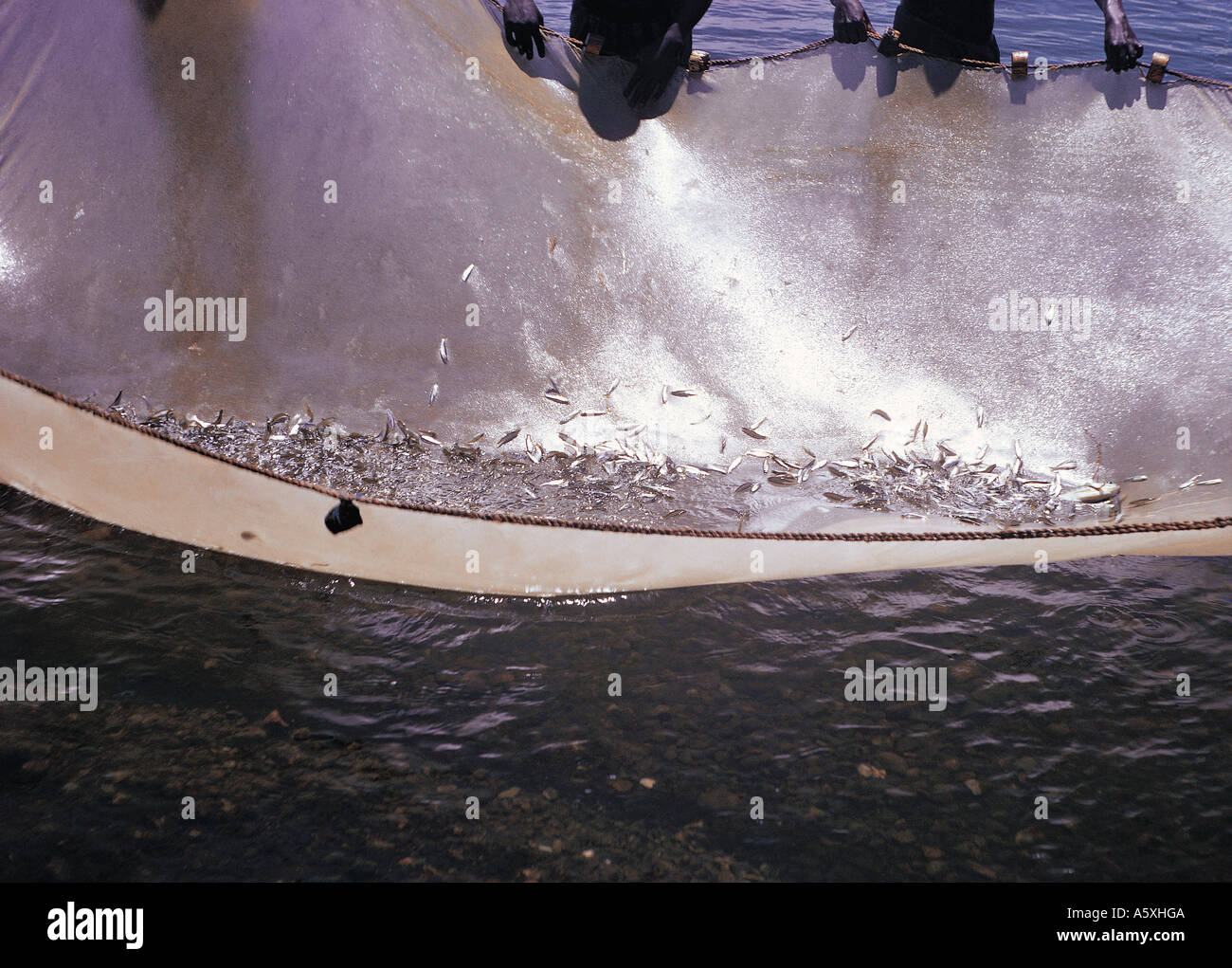 CICHLID fish caught in a seine net by Luo fishermen in the Winam Gulf ...