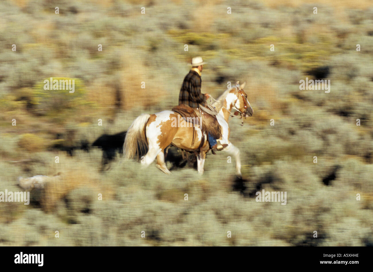 Cowboy man backlit hi-res stock photography and images - Alamy