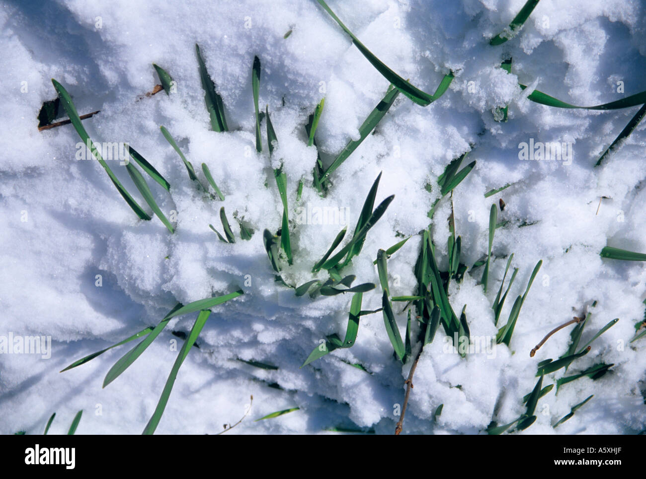 Patterns in the snow Stock Photo - Alamy