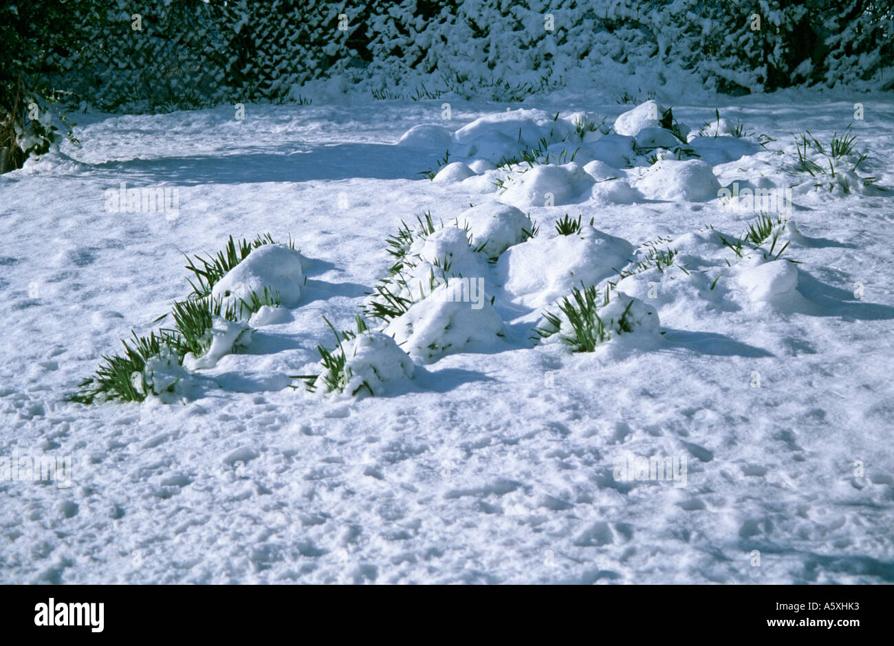 Patterns in the Snow Stock Photo - Alamy