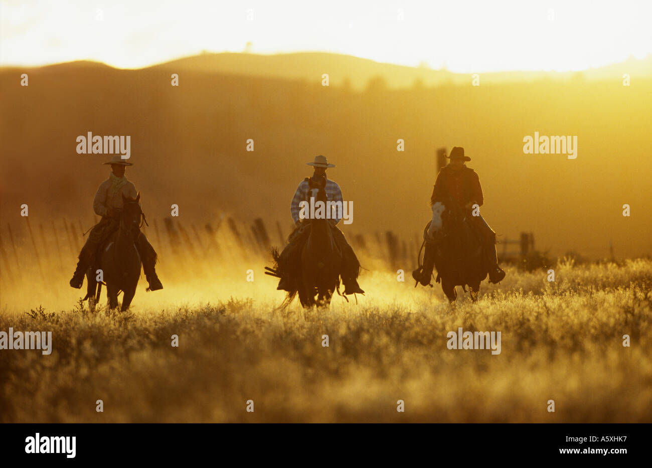 Cowboy Driving Horses High Resolution Stock Photography and Images - Alamy
