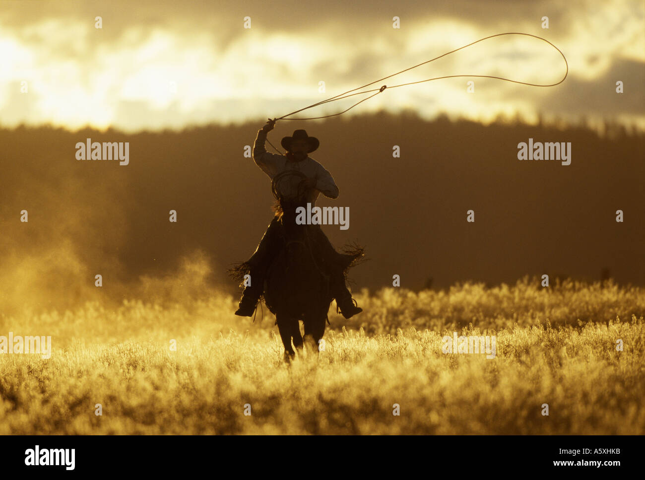 Lasso High Resolution Stock Photography and Images - Alamy