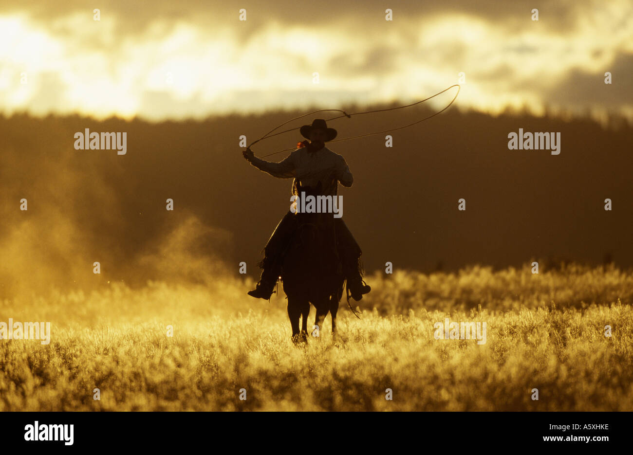 Cowboy Driving Horses High Resolution Stock Photography and Images - Alamy
