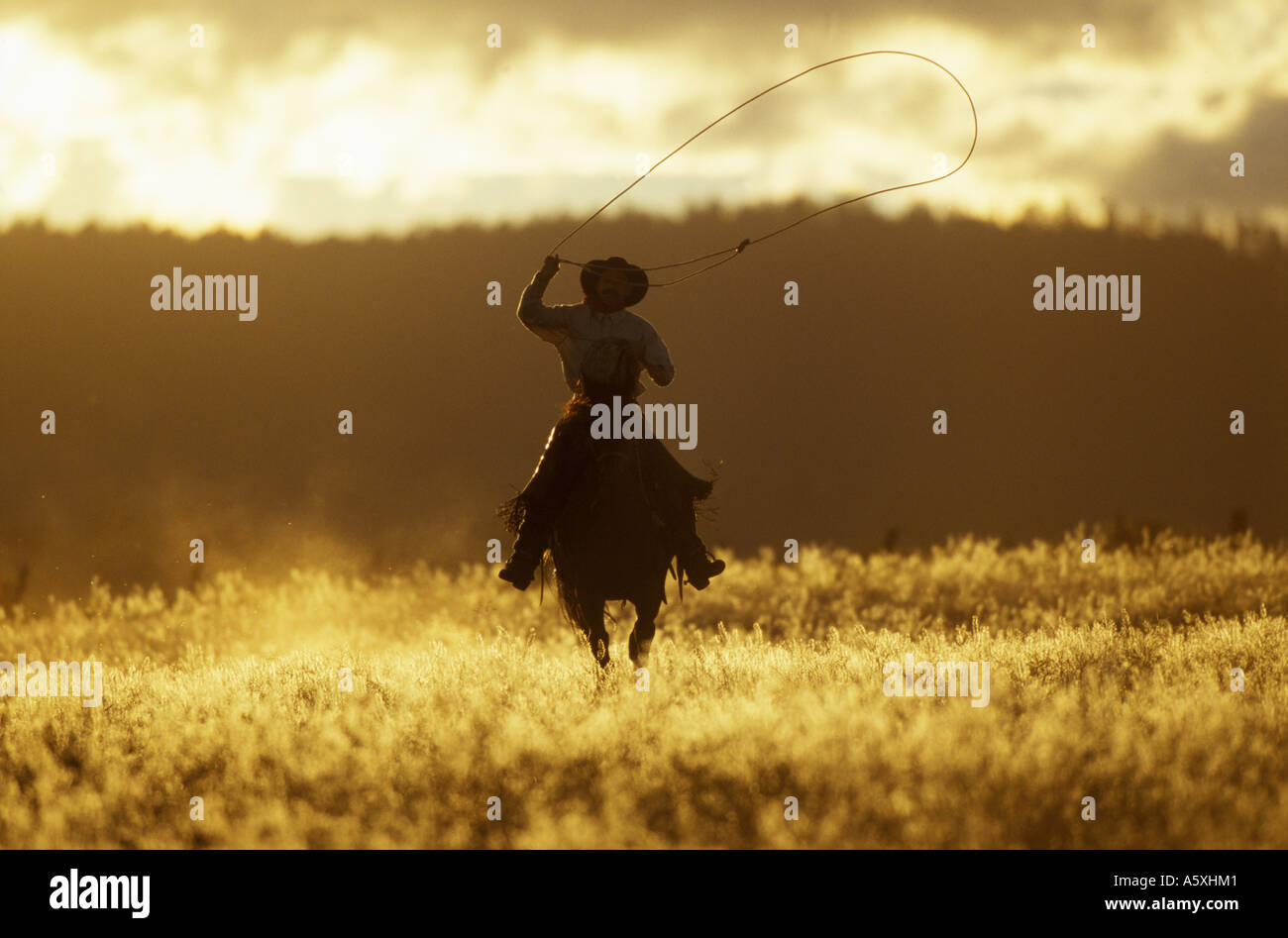Cowboy Driving Horses High Resolution Stock Photography and Images - Alamy