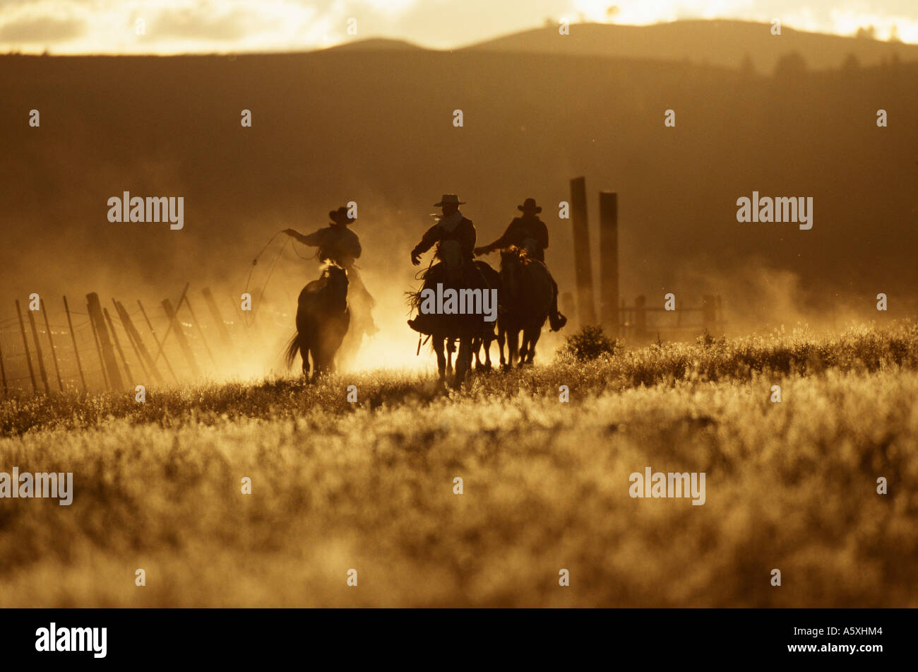 Cowboy Driving Horses High Resolution Stock Photography and Images - Alamy