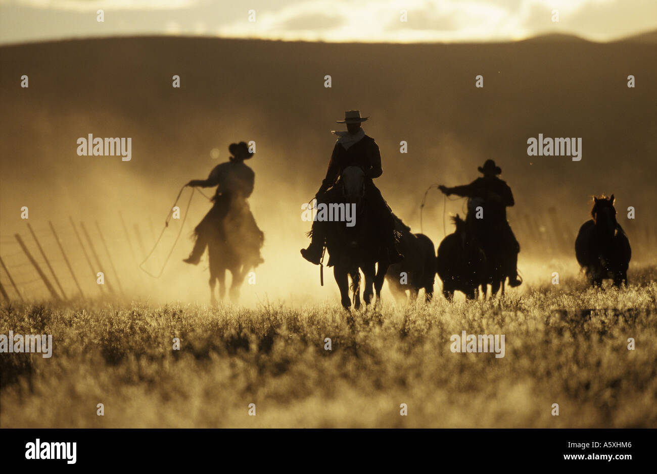 Cowboy driving horses hi-res stock photography and images - Alamy
