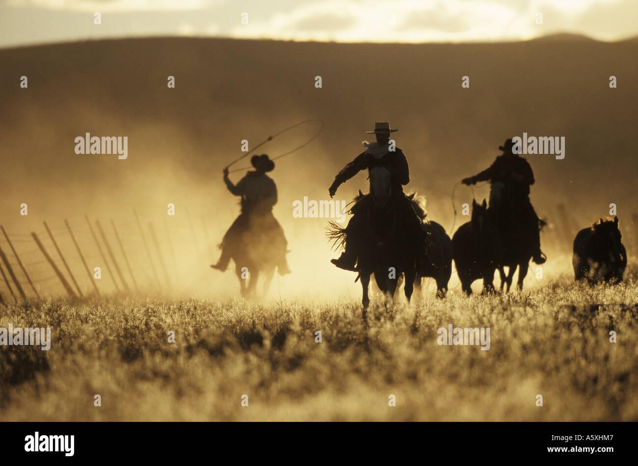 Cowboy Driving Horses High Resolution Stock Photography and Images - Alamy