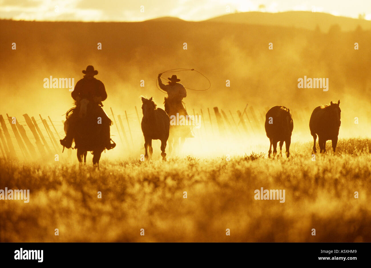 Cowboy driving horses hi-res stock photography and images - Alamy