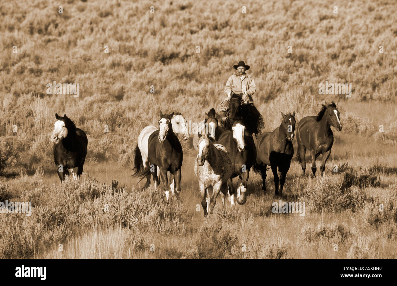 Mustang round up hi-res stock photography and images - Alamy