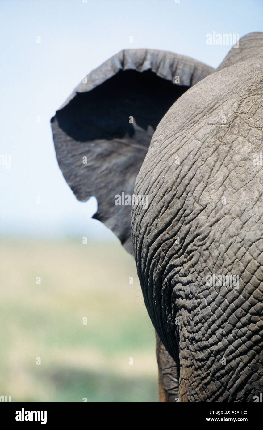 African Elephant Rear View Namibia Stock Photo - Alamy