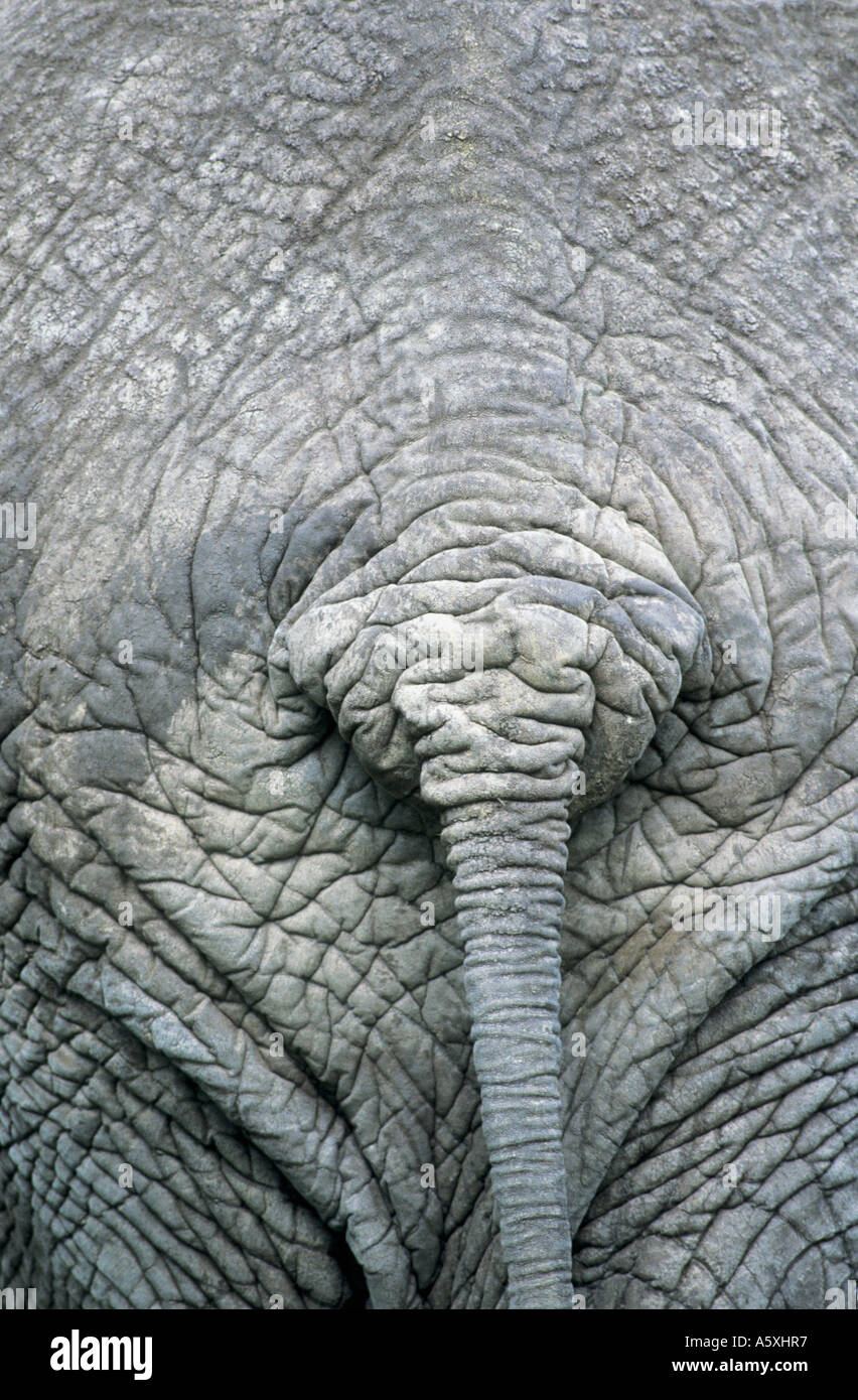 African Elephant Hide View from behind Namibia Stock Photo - Alamy