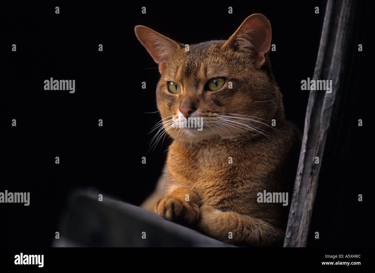 Chat couché hi-res stock photography and images - Alamy