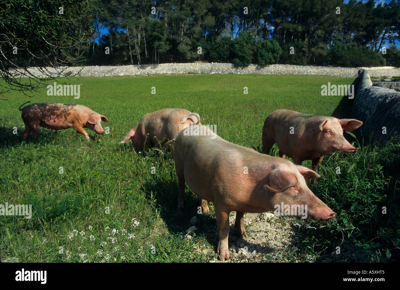 Traditional pig breeding ( Majorque, Spain). Elevage porcin ...