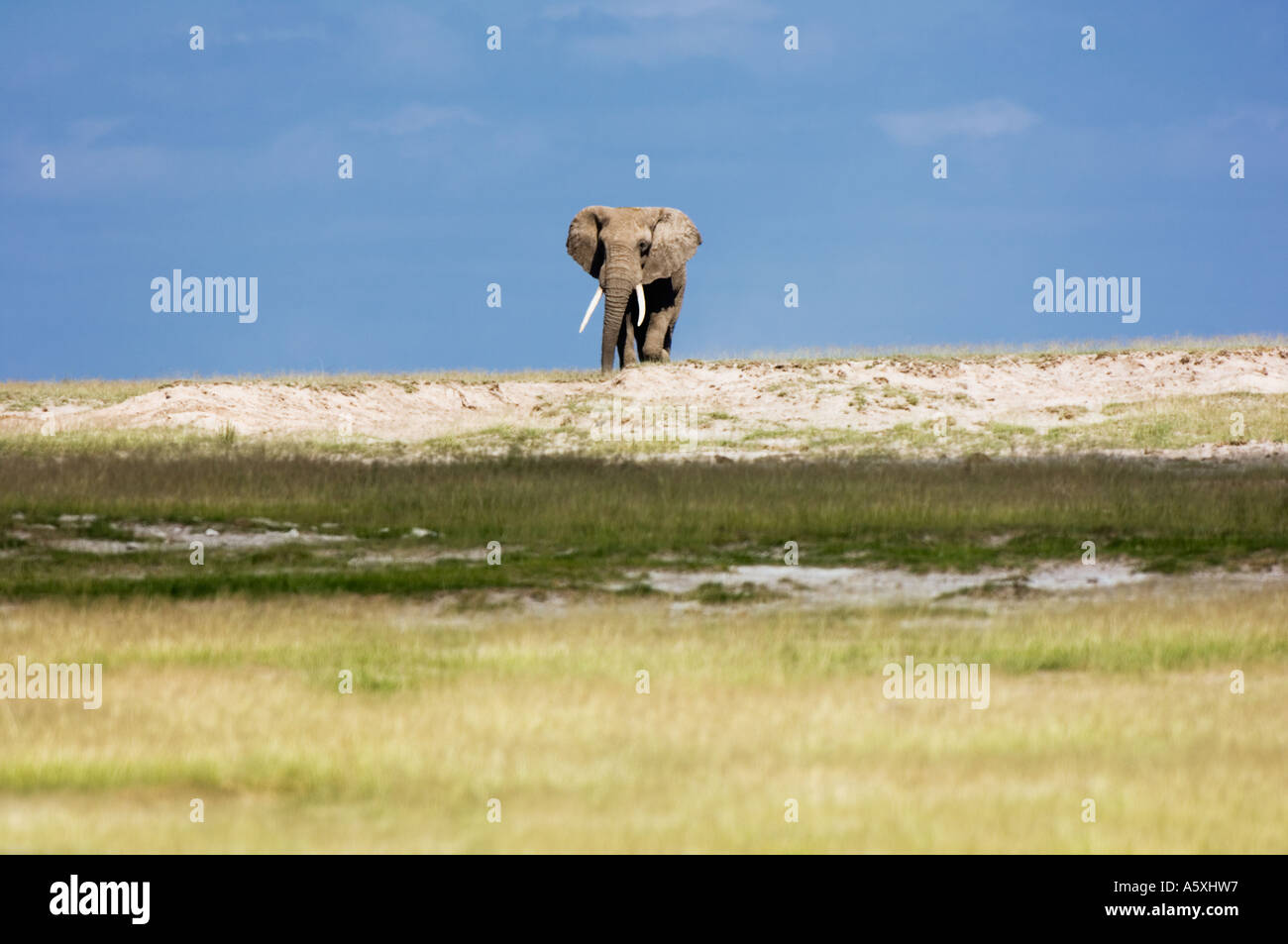Male African Elephant on the Horizon Ambolsei National Park Kenya Stock ...