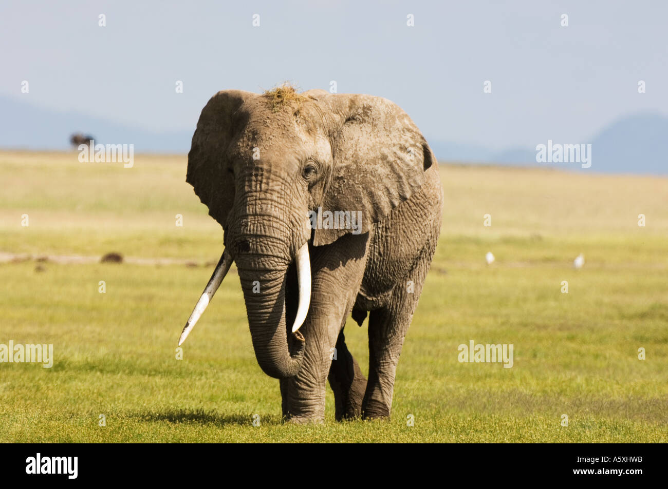 Male African Elephant Amboseli National Park Kenya Stock Photo - Alamy