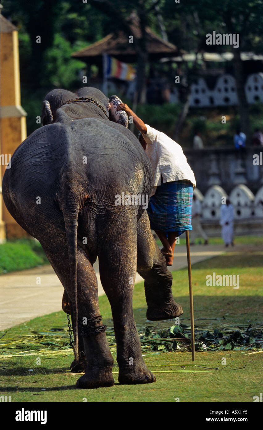 Elephant ( Elephas maximus) and its mahout (Kandy - Sri Lanka ...