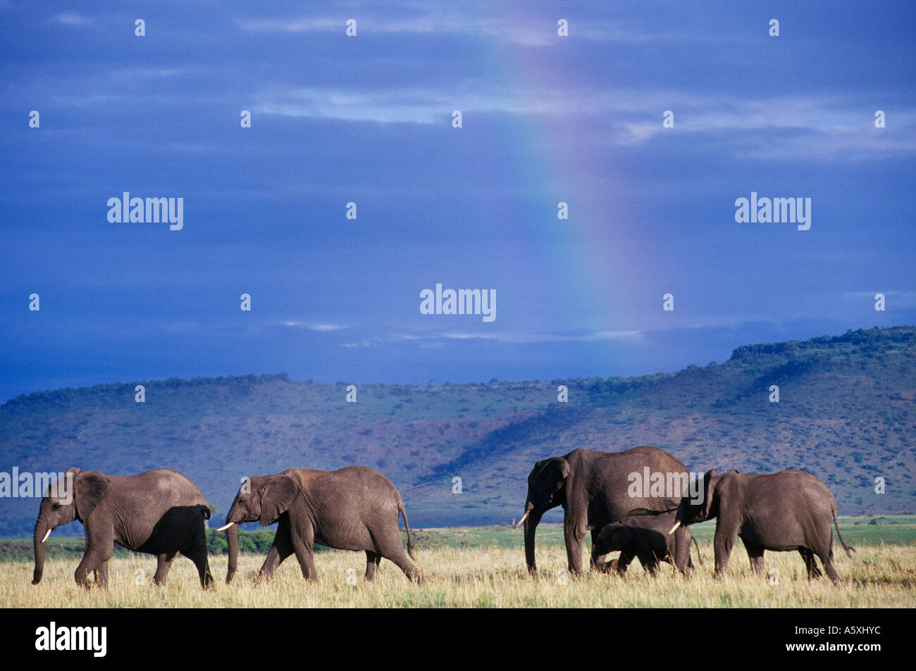 African rainbow family hi-res stock photography and images - Alamy