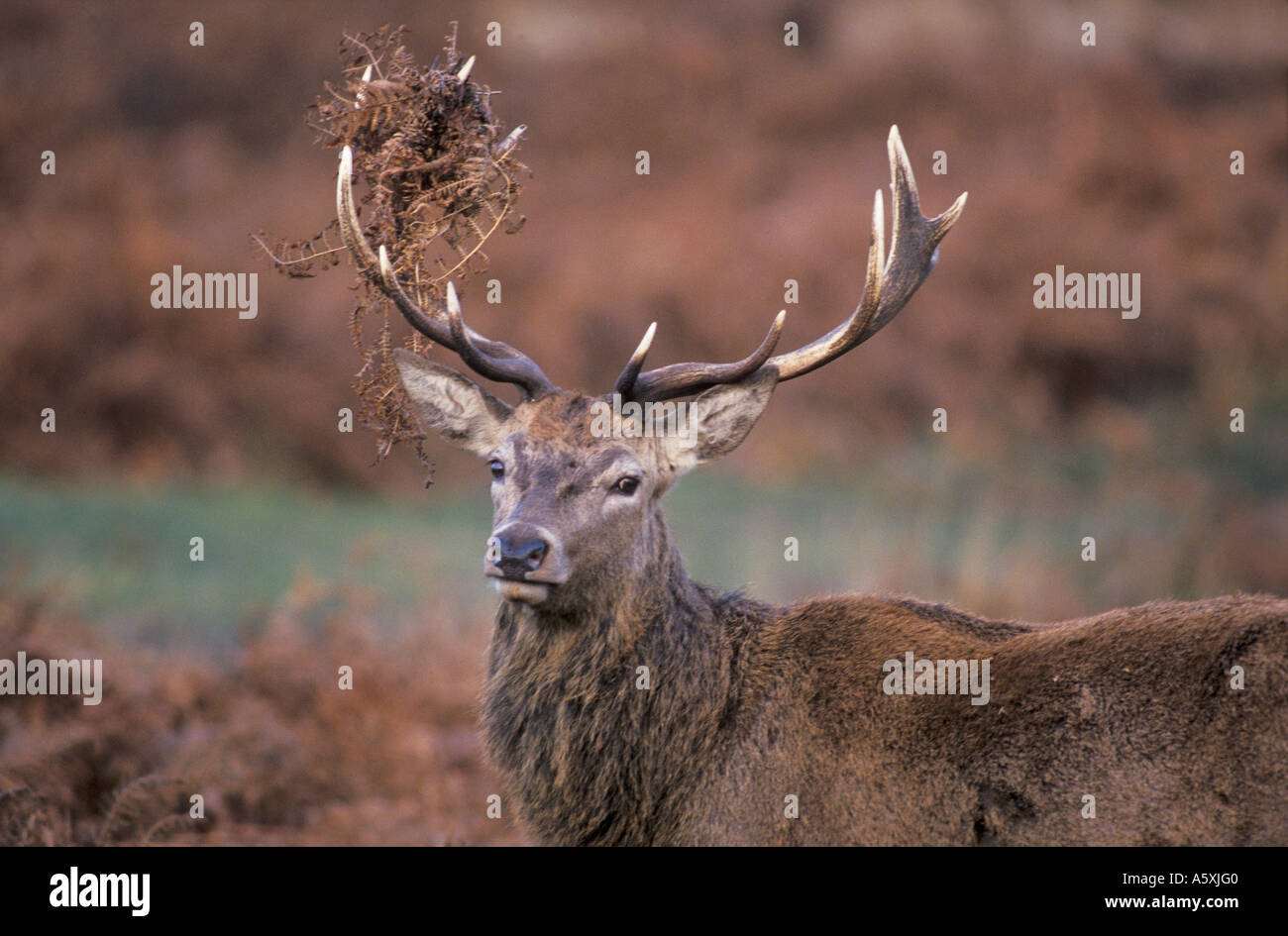 Red Deer Stag Cervus Elephus UK Stock Photo - Alamy