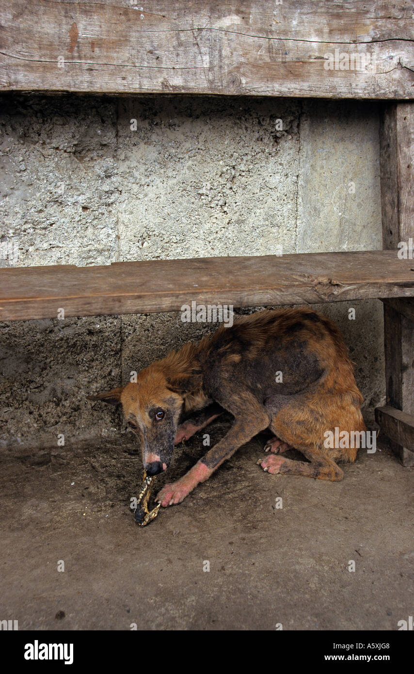 Scraggy and mangy dog (Banaue - Philippines). Chien famélique, décharné ...