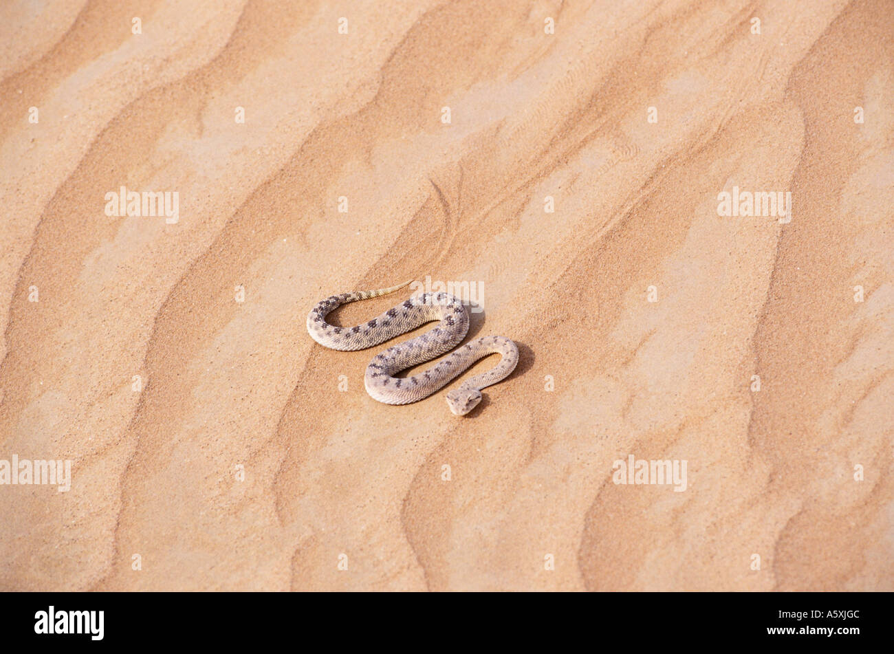 Sand Viper in the Desert United Arab Emirates Stock Photo - Alamy