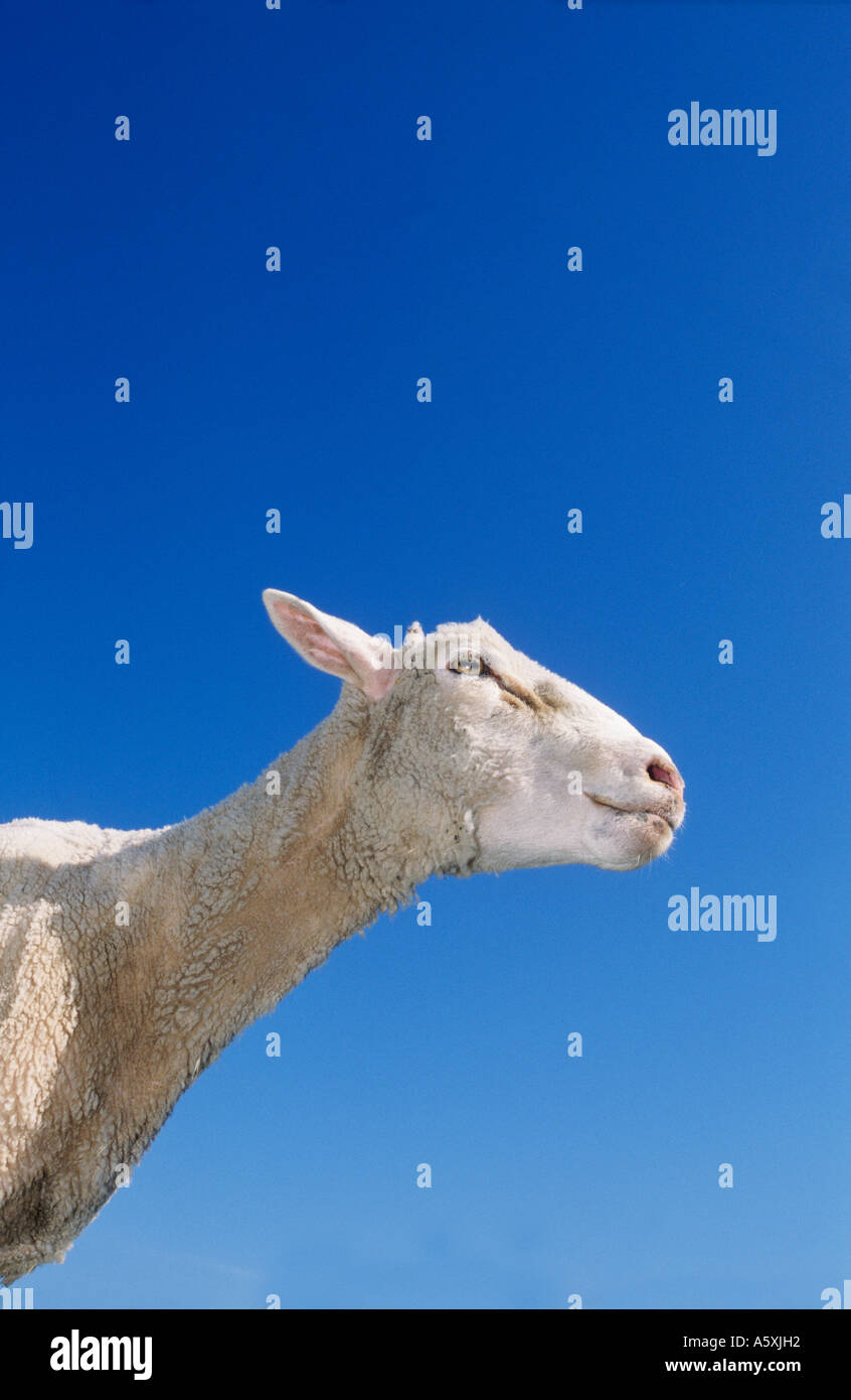 Sheep against Blue Sky View from Below USA Stock Photo - Alamy