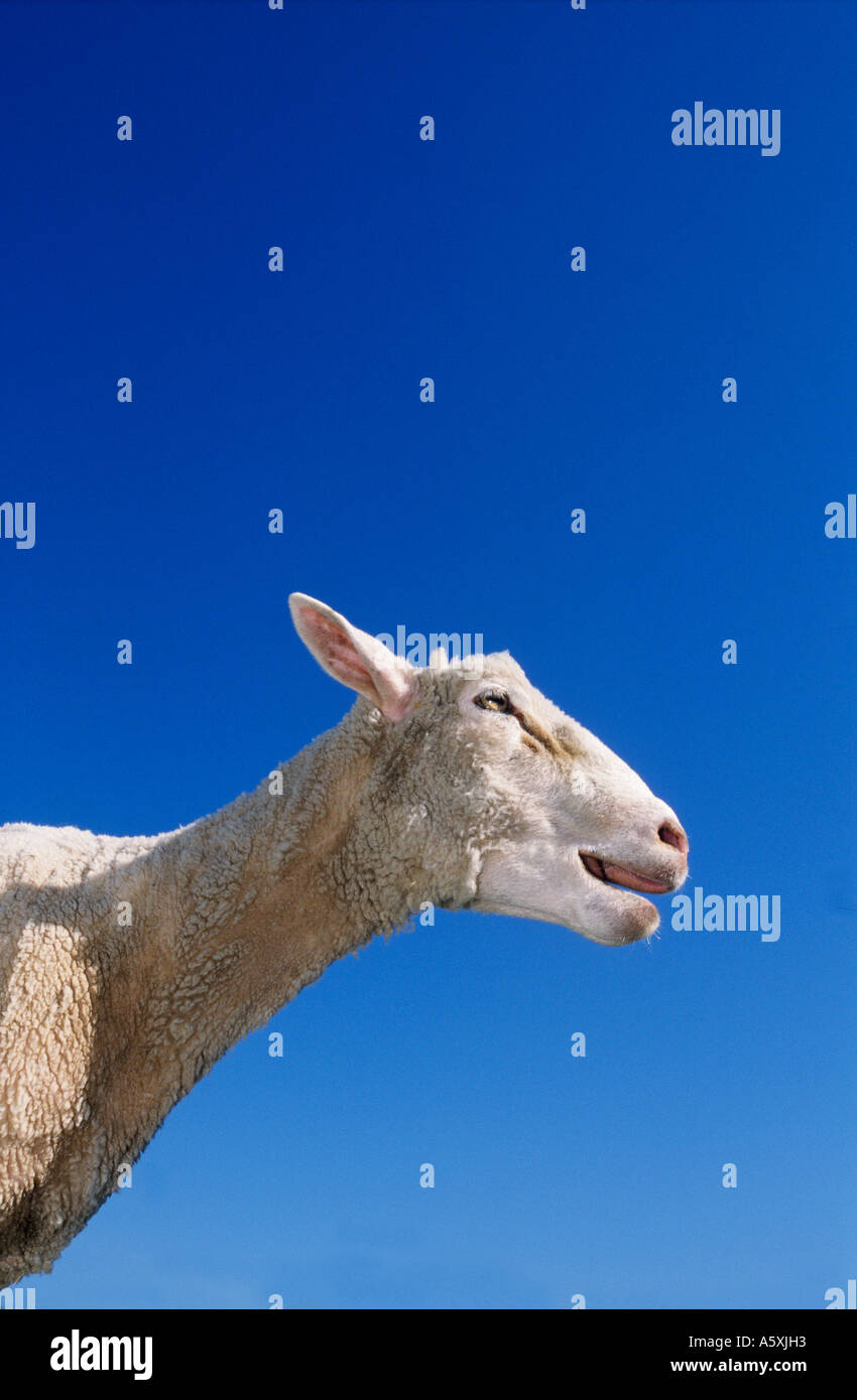 Sheep against Blue Sky View from Below USA Stock Photo - Alamy