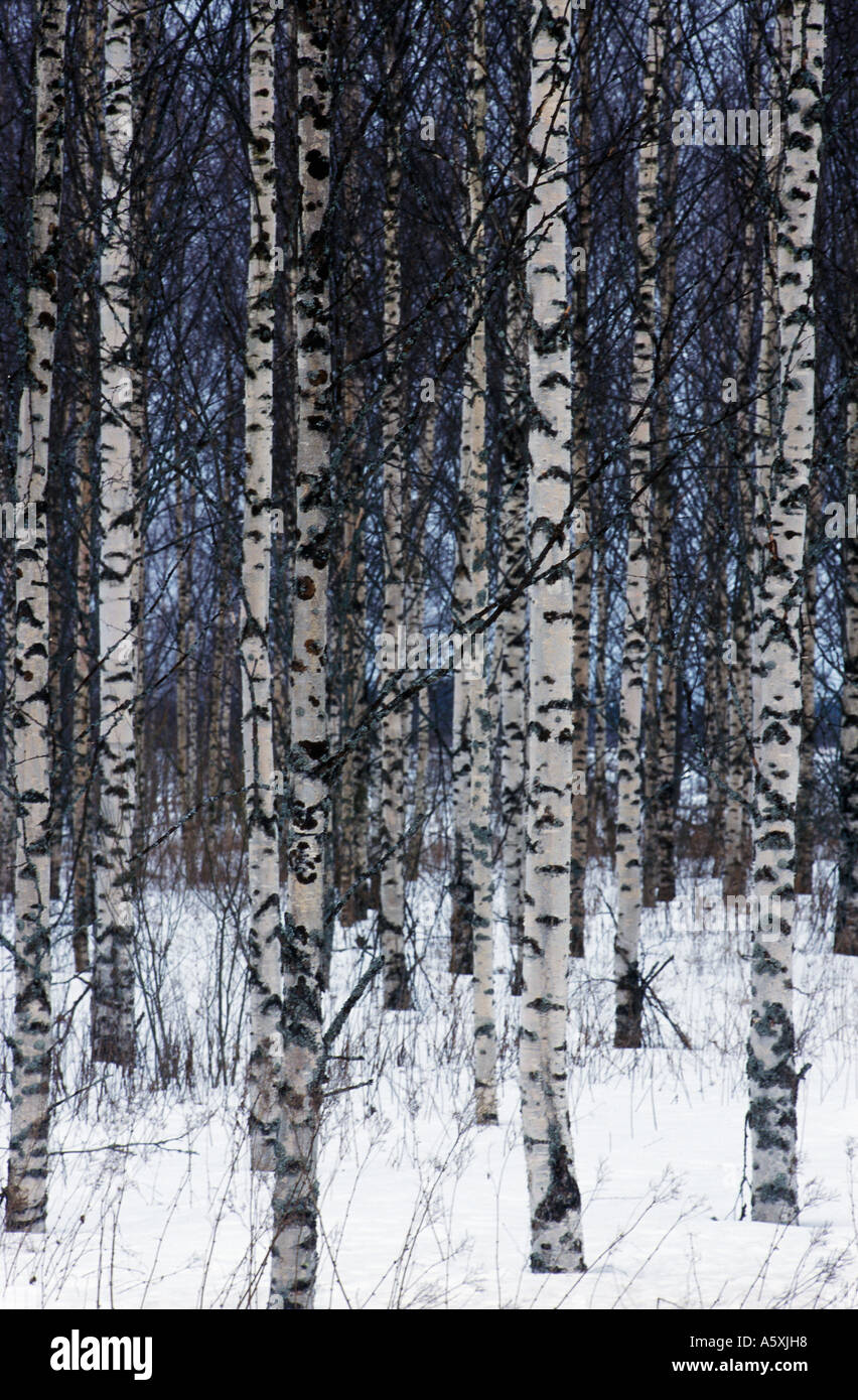 Silver Birch trees in the snow Finland Stock Photo - Alamy