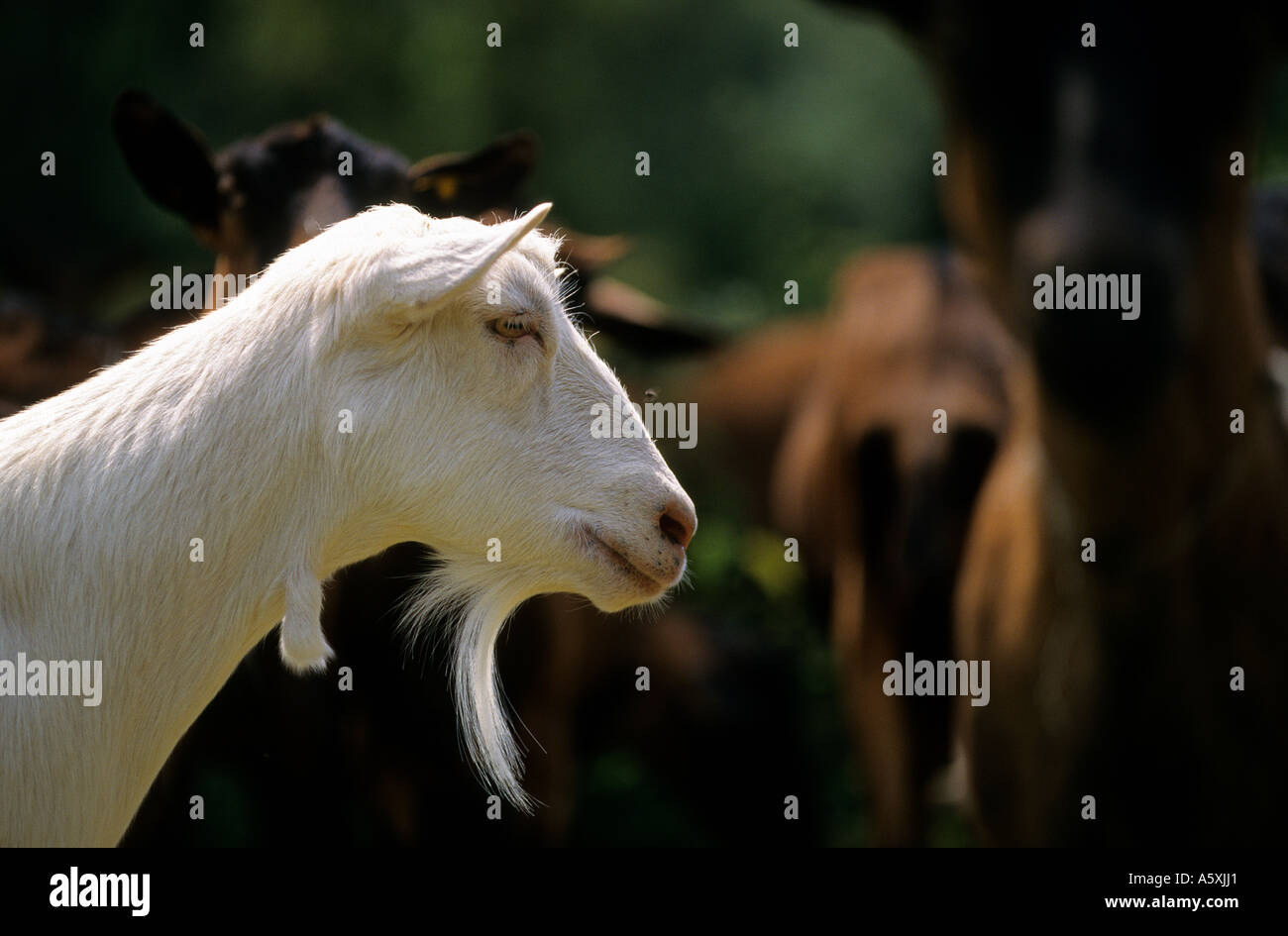 Chevre blanche hi-res stock photography and images - Alamy