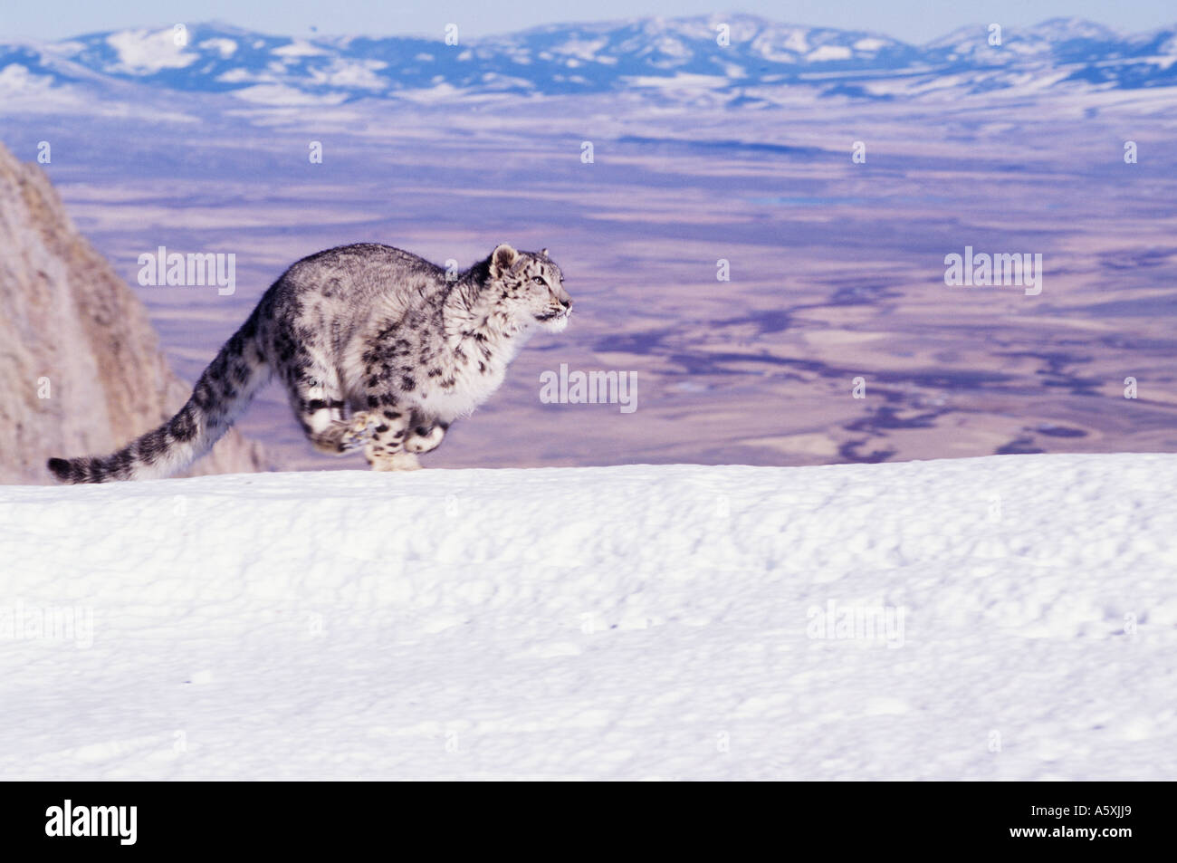 Snow Leopard running on snow covered mountain top Stock Photo - Alamy