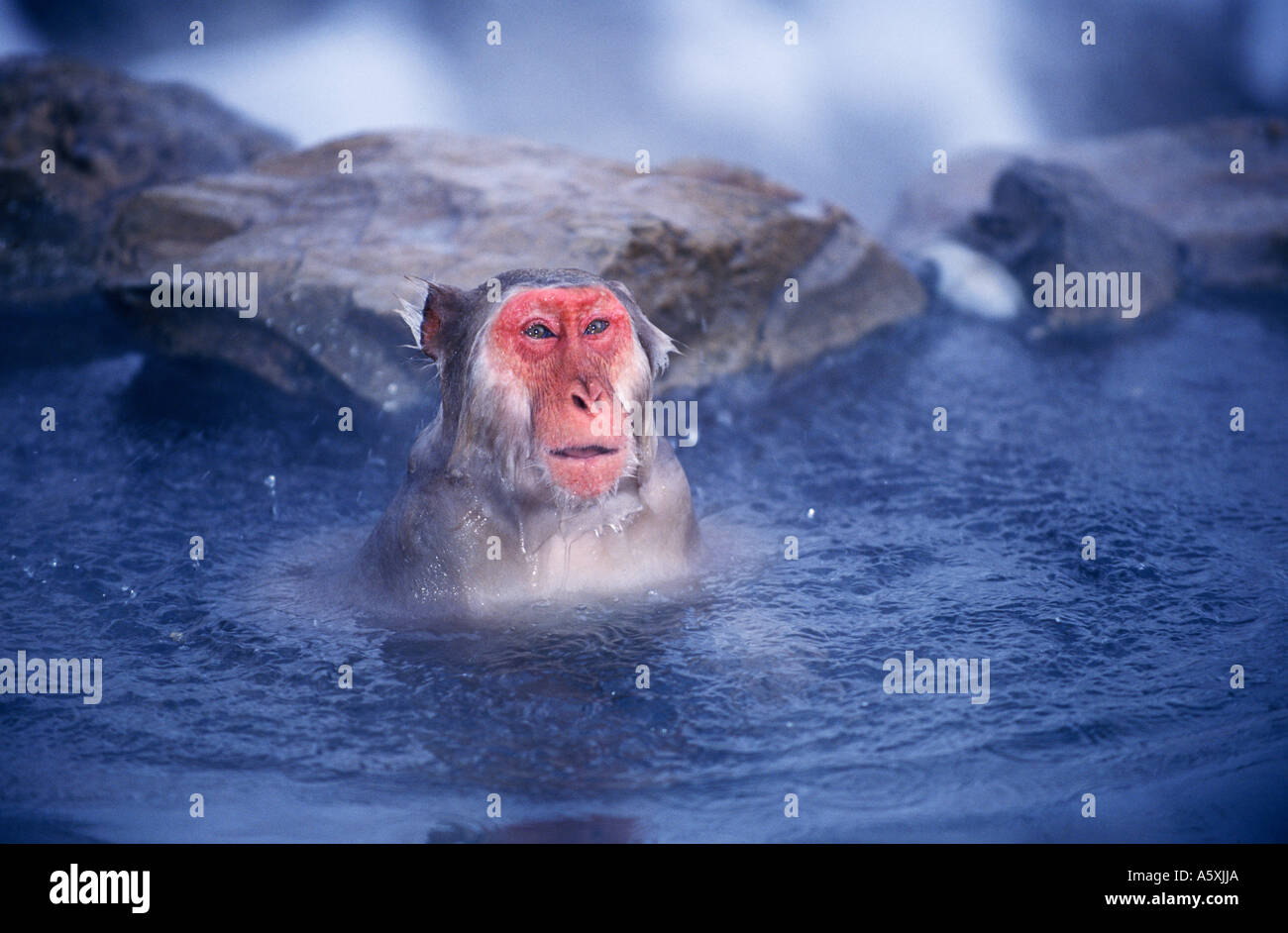 Snow Monkey in Hot Springs Jigokudani Honshu Japan Stock Photo - Alamy