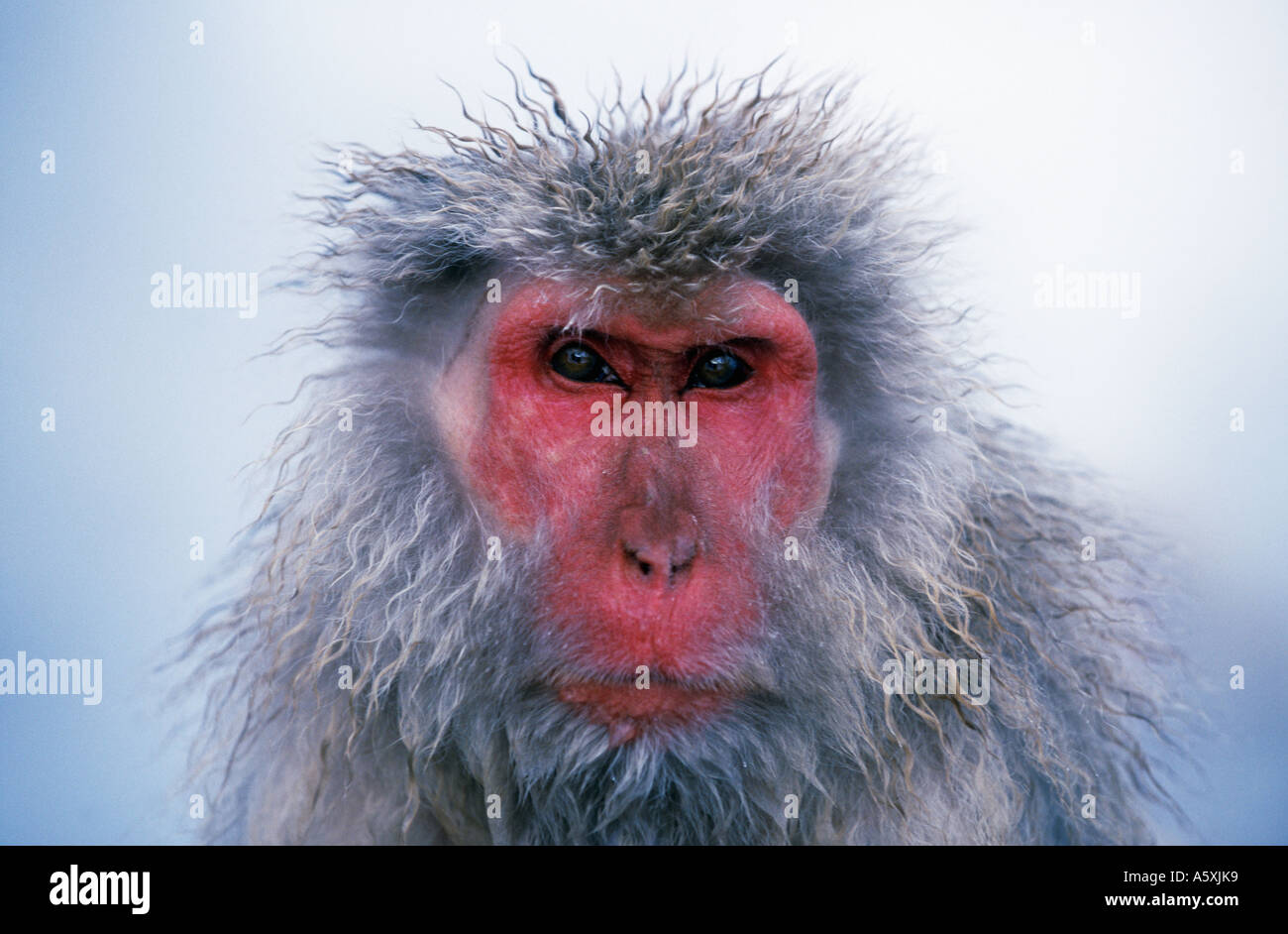 Snow Monkey in Hot Springs Jigokudani Honshu Japan Stock Photo - Alamy