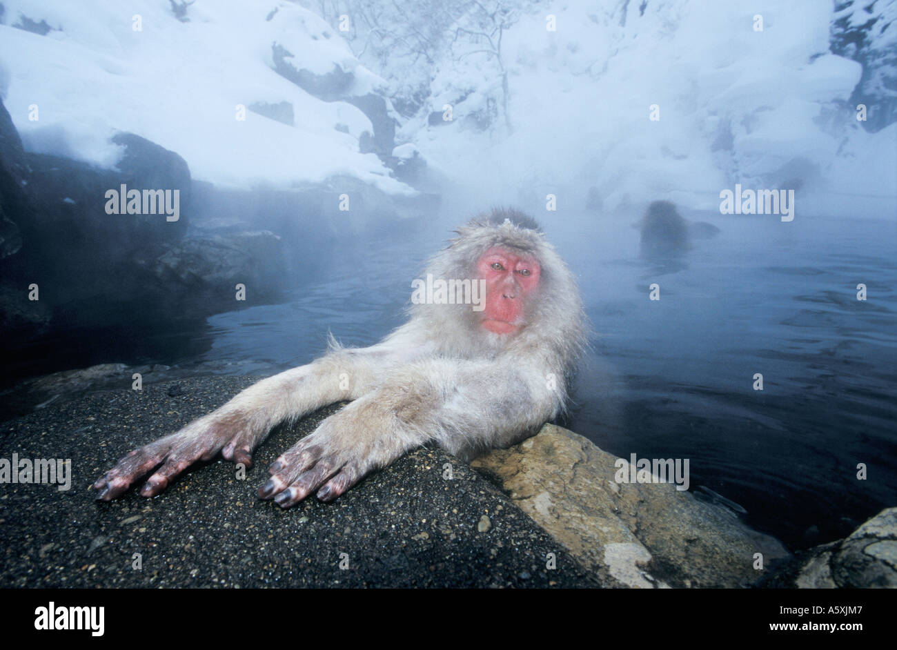 Snow Monkey in Hot Springs Jigokudani Honshu Japan Stock Photo - Alamy