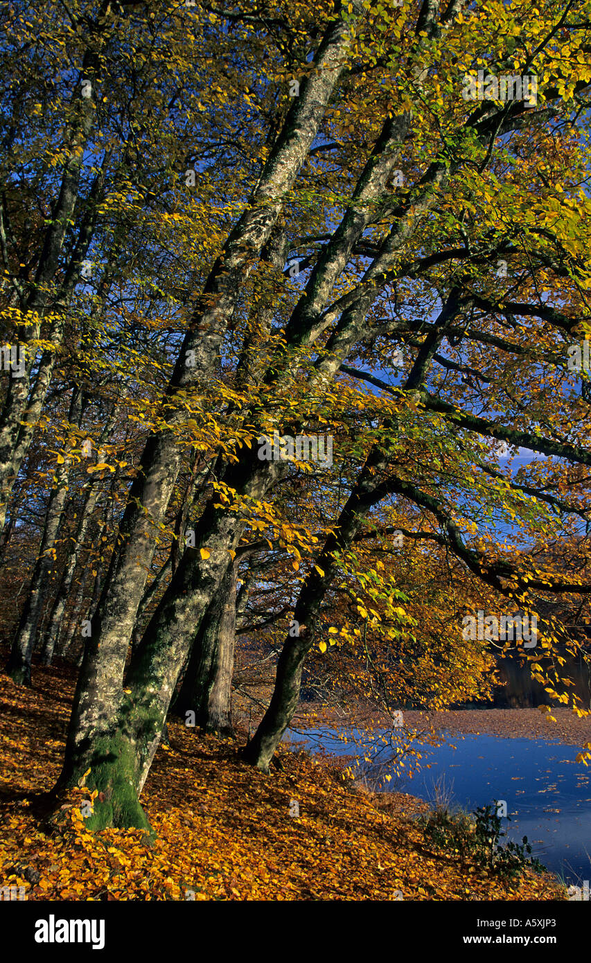 Pond of Salou (Allier - France). Etang de Saloup (Allier- France Stock ...