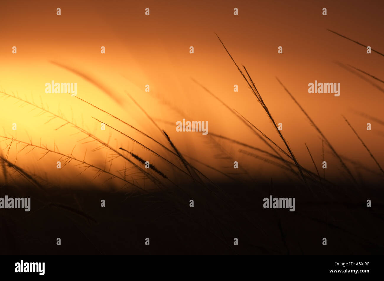 Grasses at Sunset Stock Photo - Alamy