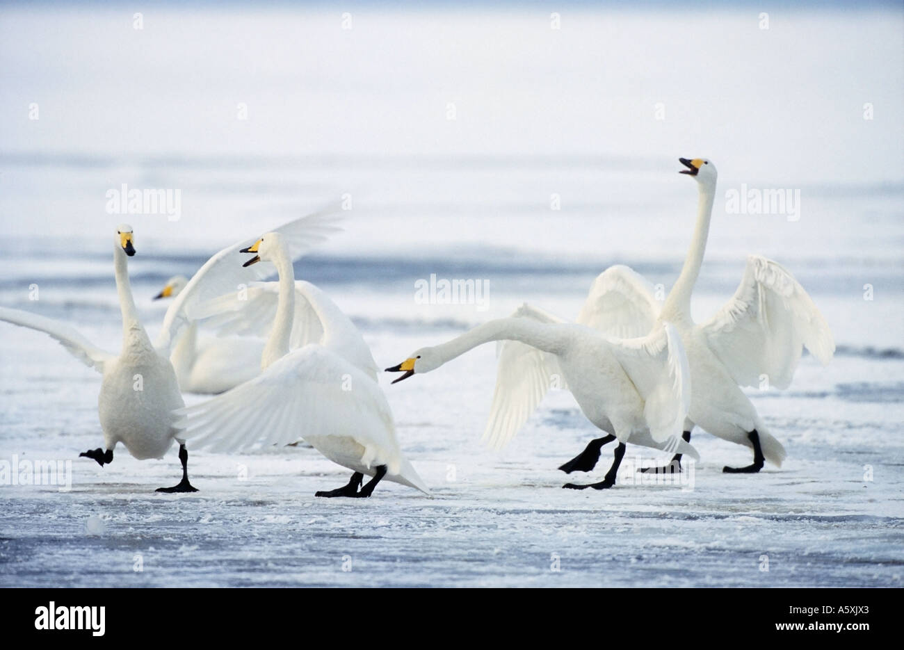 Whooper swans cygnus winter hi-res stock photography and images - Alamy