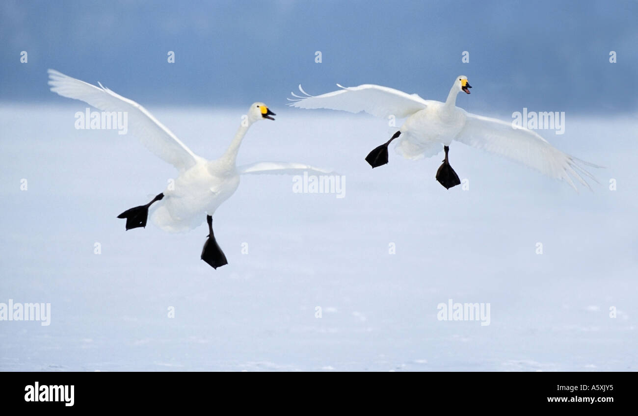 Whooper swans flying in formation hi-res stock photography and images ...