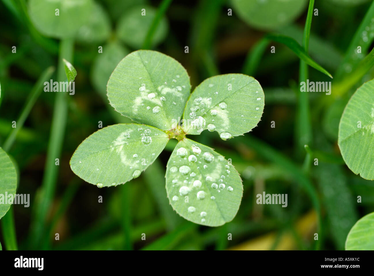 Four Leaf Clover Stock Photo - Alamy