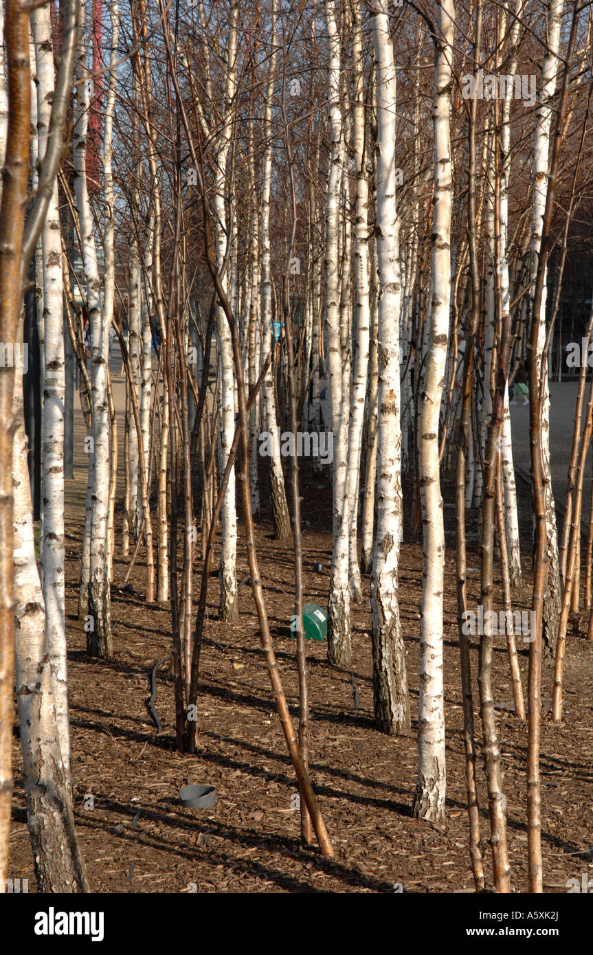 Birch Trees Tate Modern Stock Photo - Alamy