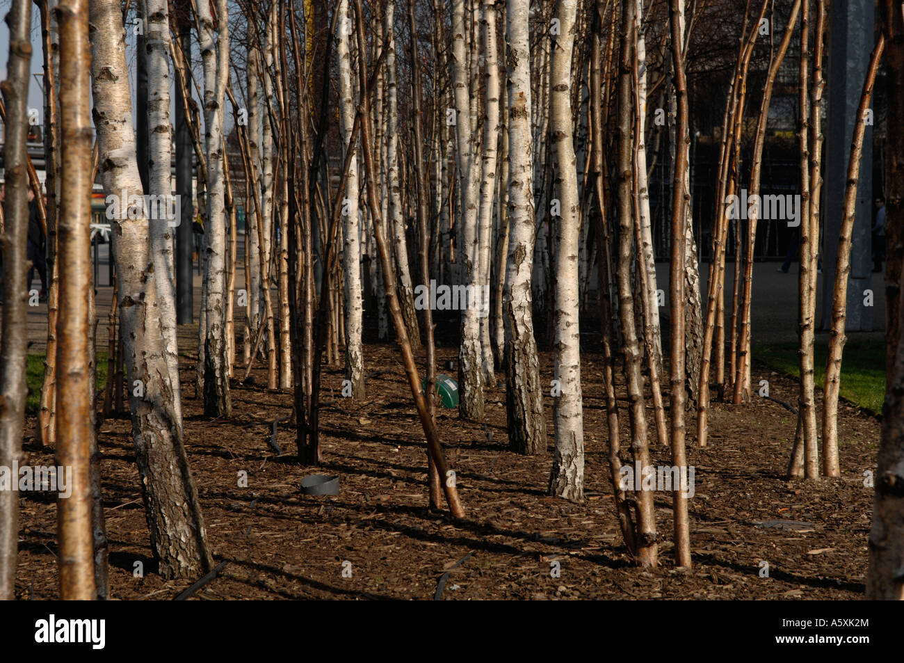 Birch Trees Tate Modern Stock Photo - Alamy