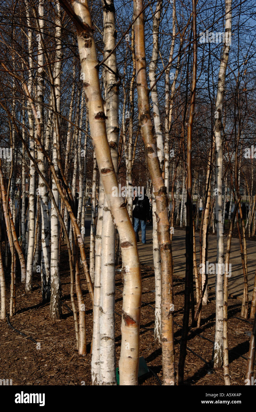 Birch trees tate hi-res stock photography and images - Alamy