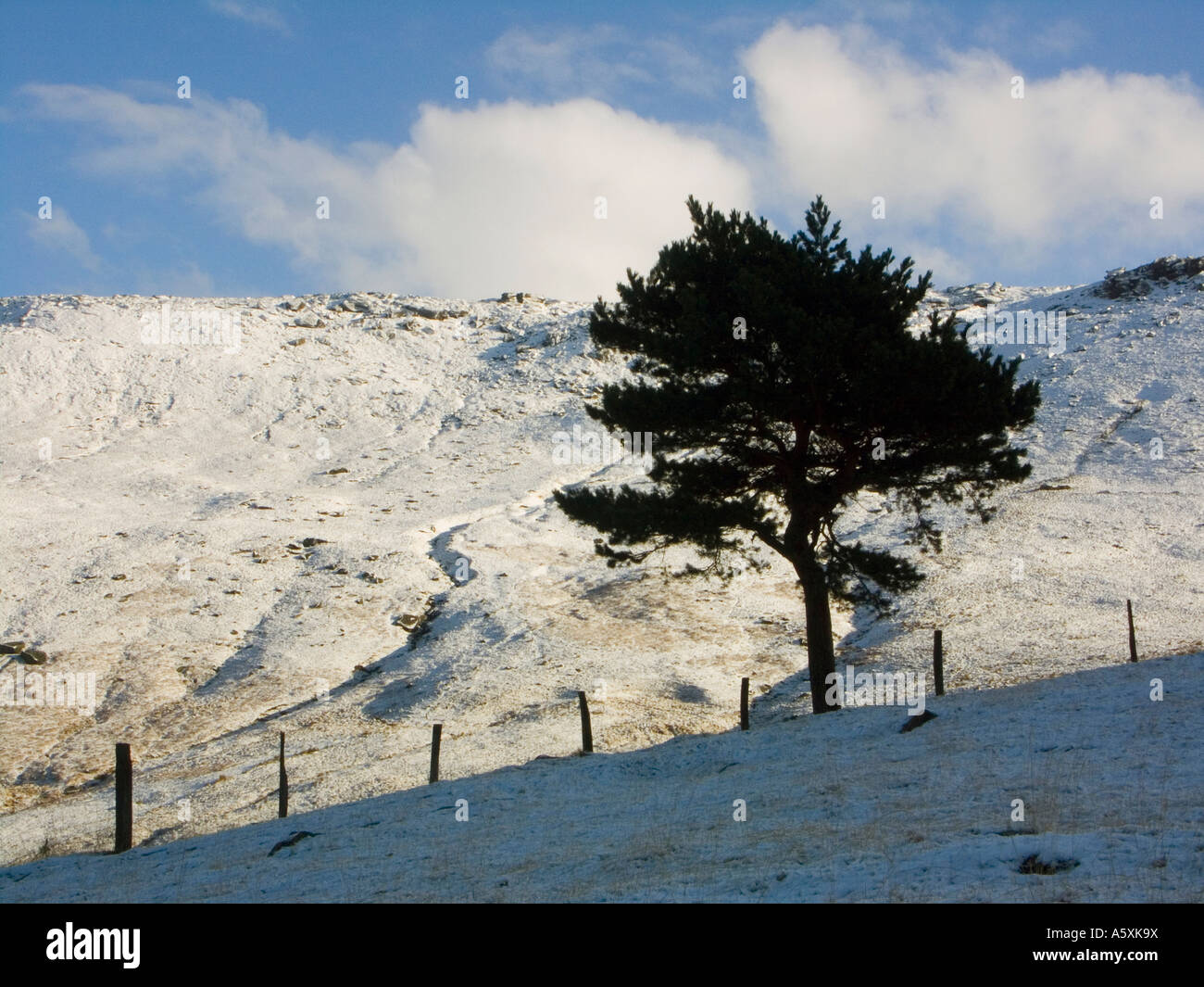 Snowscene with tree, Greenfield, Oldham, Lancashire UK Stock Photo - Alamy