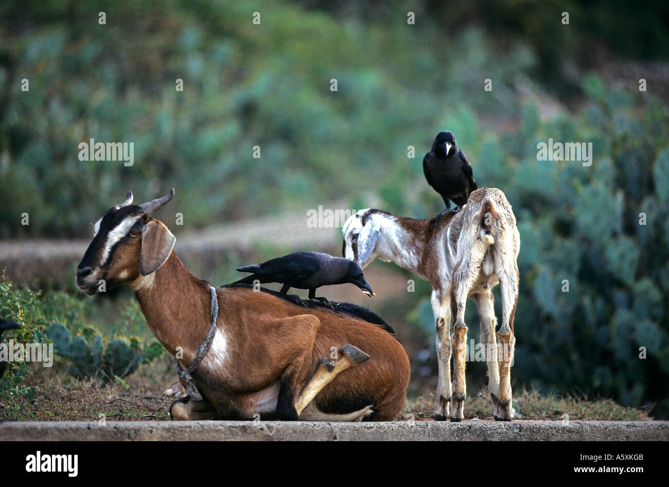 Titiller hi-res stock photography and images - Alamy