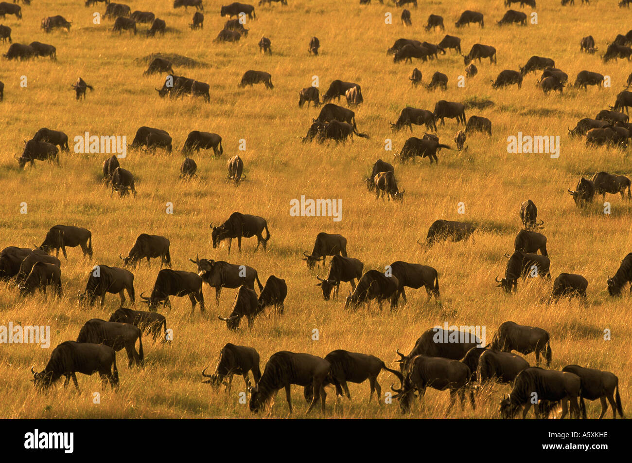 Wildebeest Herd on Migration Masai Mara National Park Kenya Stock Photo ...
