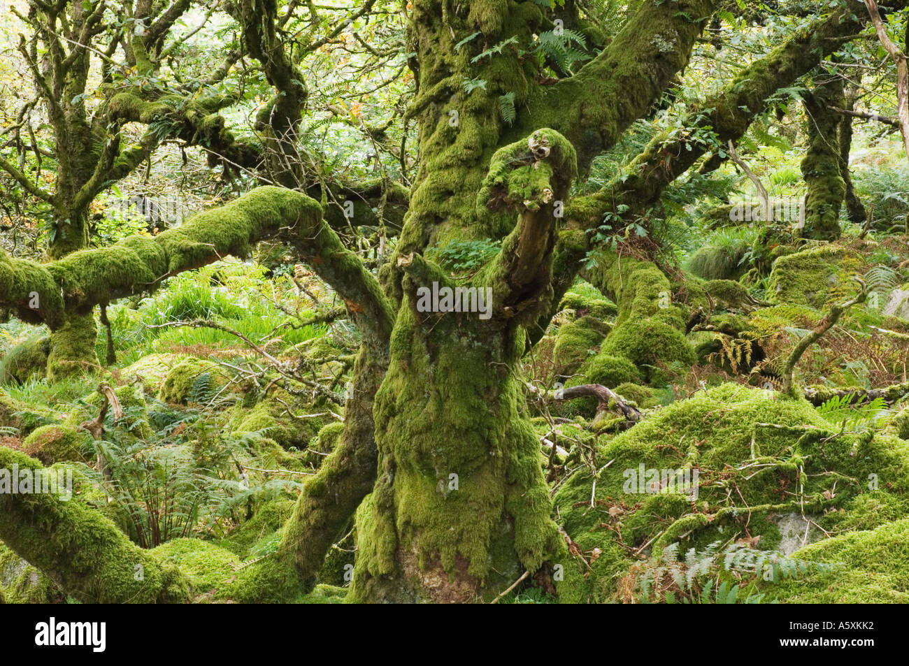 Wistmans Wood in Summer A stunted Oak woodland in Devon UK Stock Photo ...