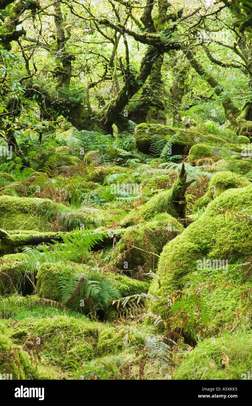 Stunted growth hi-res stock photography and images - Alamy