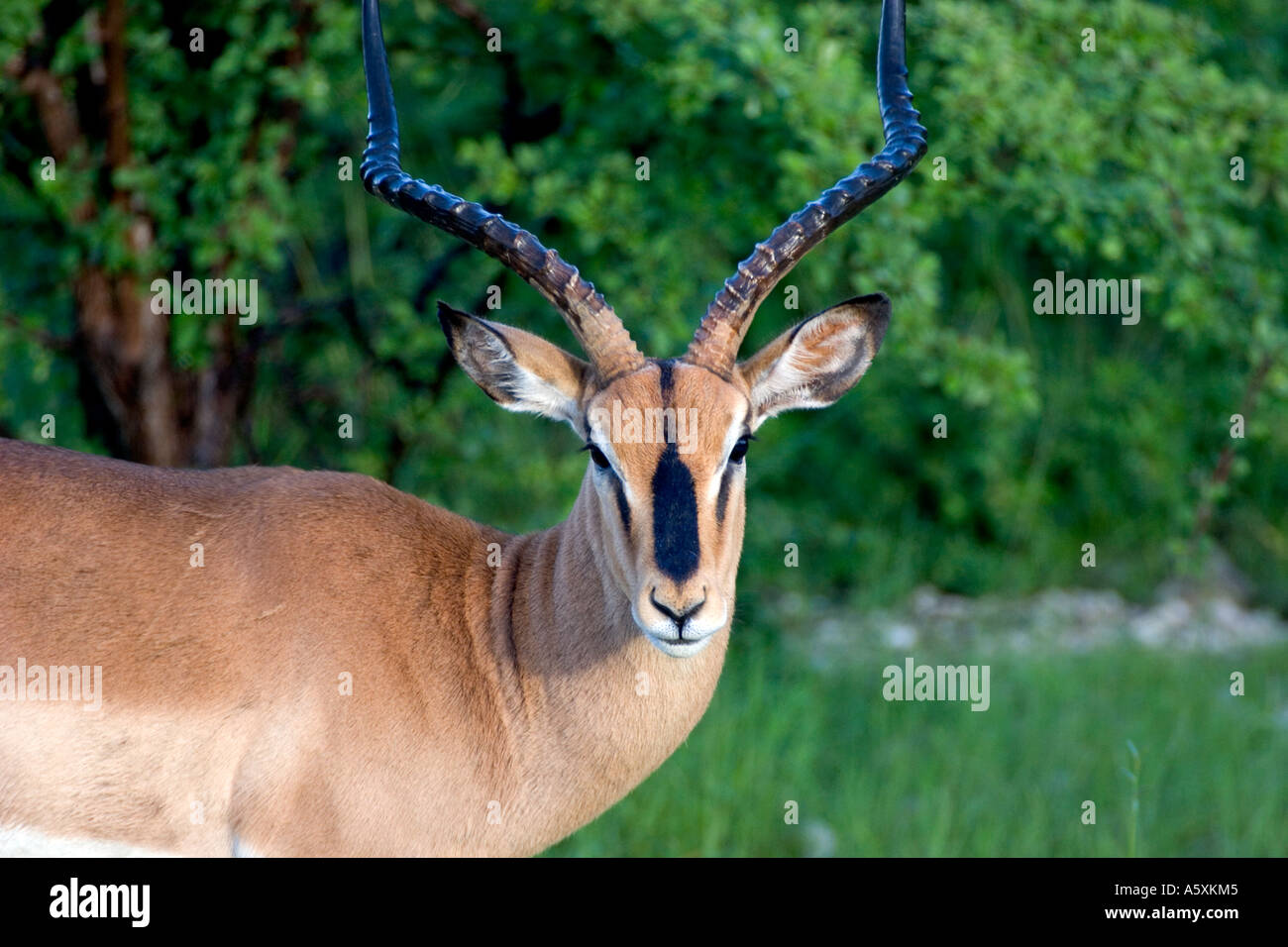 M2-306D BUCK BLACKFACED IMPALA FACE Stock Photo - Alamy