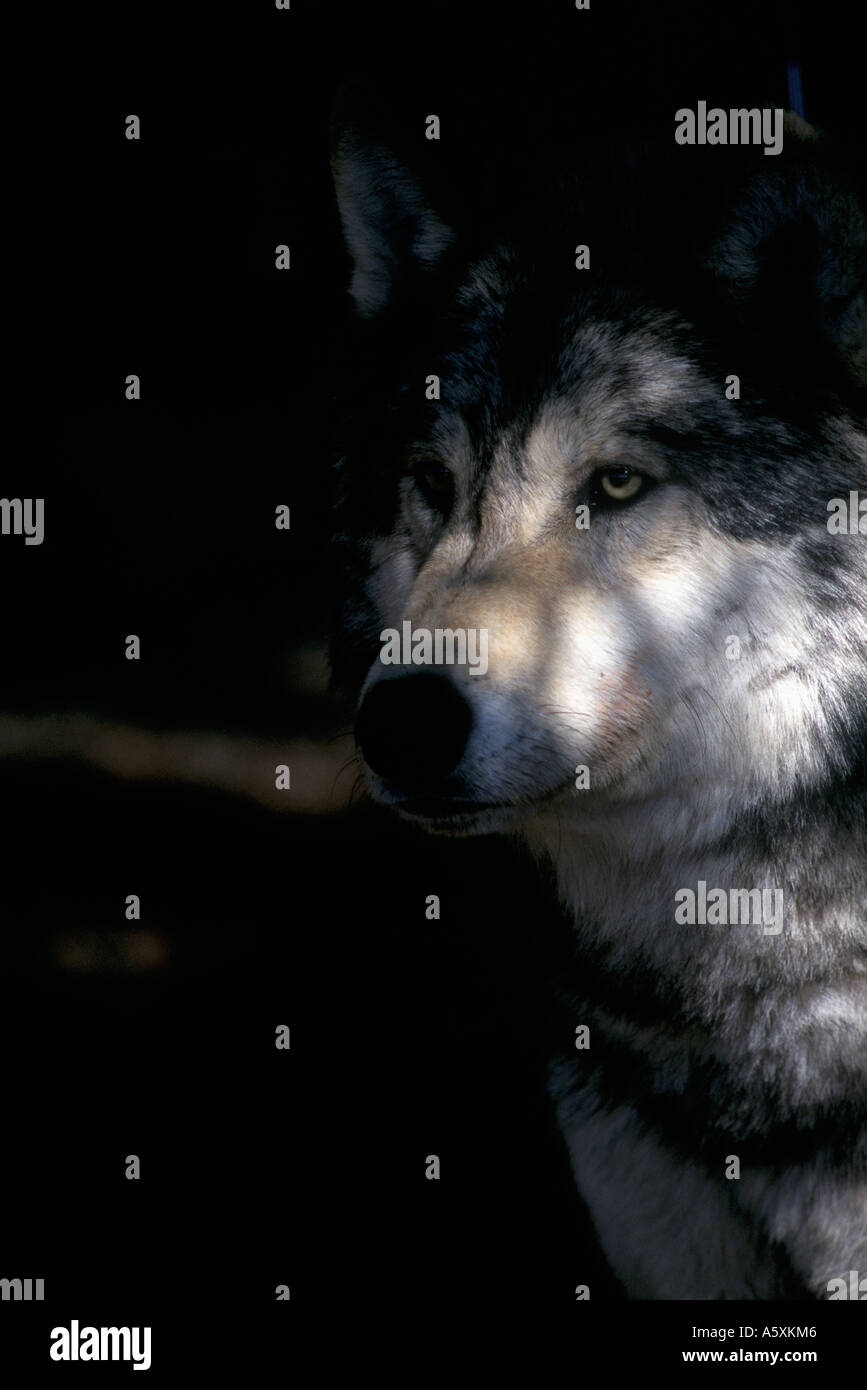 Gray Wolf looking out from the Trees Montana USA Stock Photo - Alamy