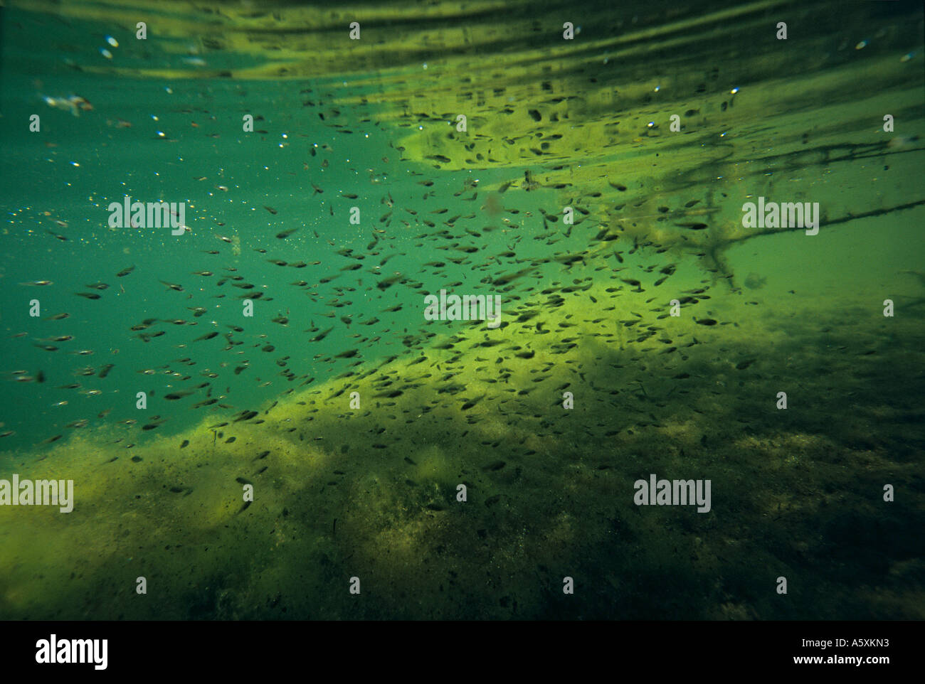 Shoal of small freshwater fish in a natural environment. Banc de petits ...