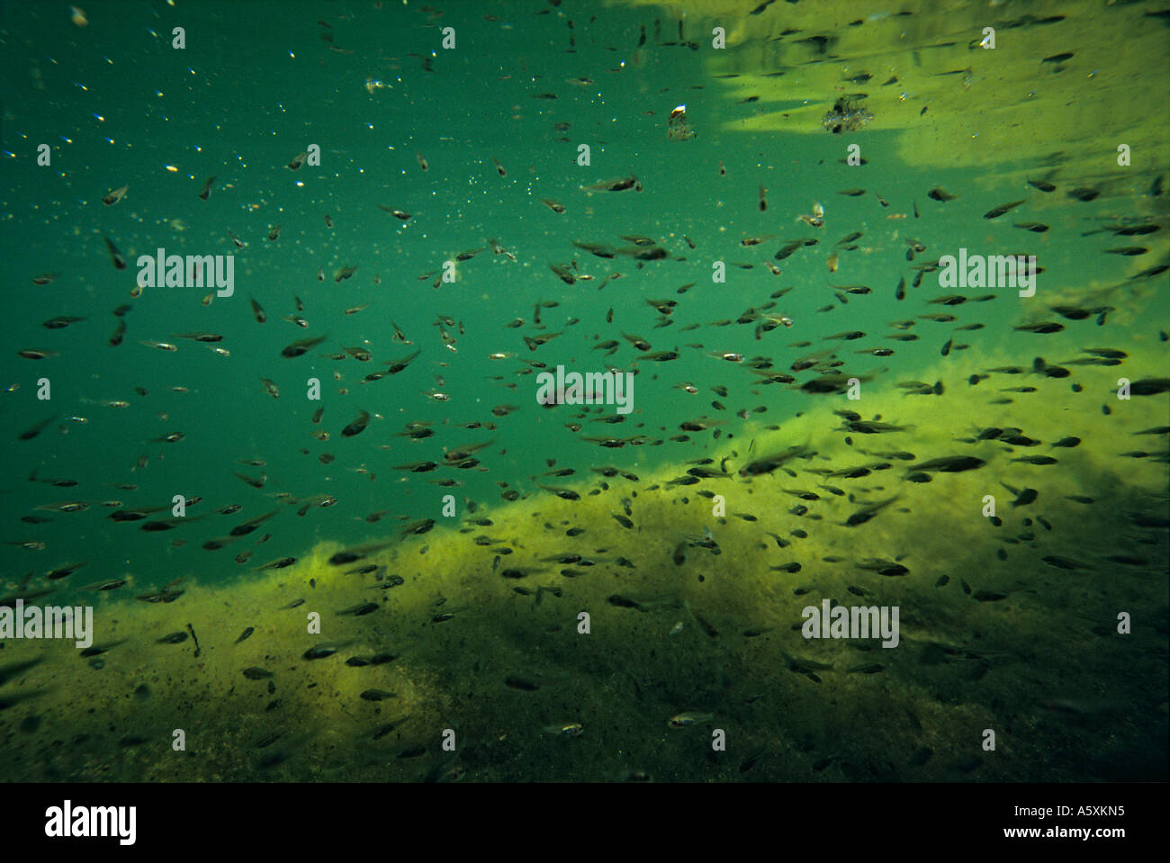 Petits poissons hi-res stock photography and images - Alamy