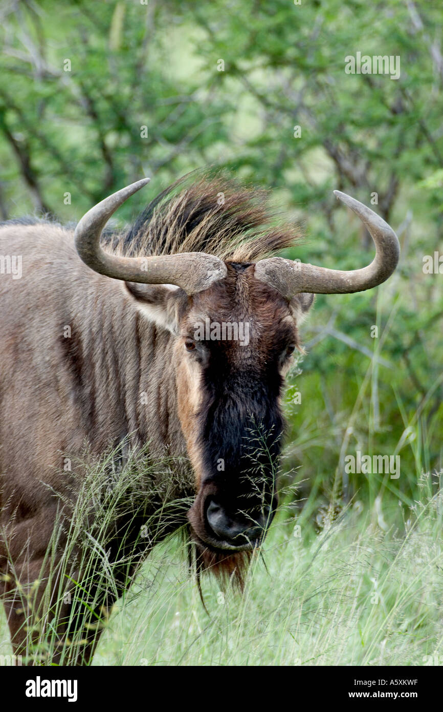 Wildebeest face hi-res stock photography and images - Alamy